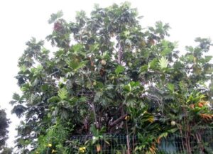The Uru, Breadfruit Tree Of Tahiti - Bora Bora Insider
